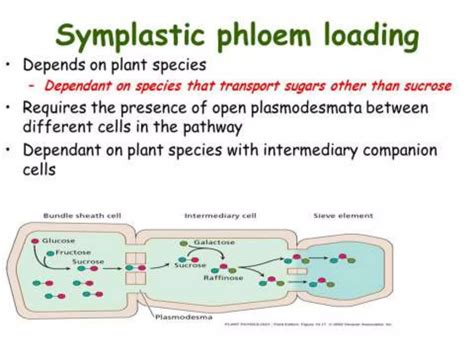 Translocation In Phloempptx