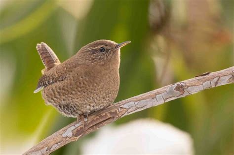 ミソサザイ 札幌発 普通人の鳥見