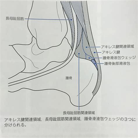 【足関節底屈制限改善】kagers Fat Padの柔軟性を改善したい時に読む記事 Miyoyu Blog