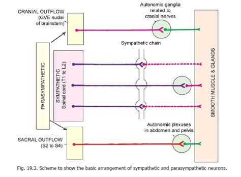 Preganglionic And Postganglionic Neurons