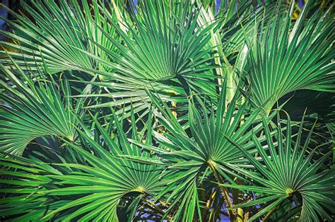 아름 다운 천연 야 자 자 비어 있는 패턴입니다 손바닥의 젊은 녹색 열대 잎과 완벽한 배경 단풍 식물 여름 열대 광고를위한 정글 자연 질감 공간을 복사합니다 케냐 아프리카