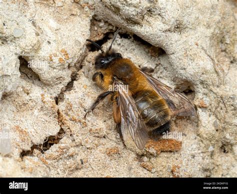 Red Mason Bee Solitary Bee Osmia Rufa Osmia Bicornis Resting On A