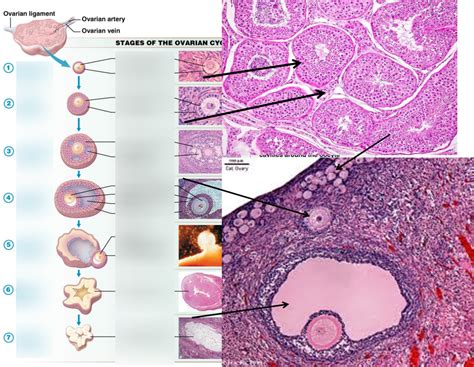 A2l Lab 9 Oogenesis Testis Slide And Ovary Slide Diagram Quizlet