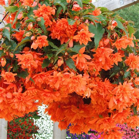 Begonia Tuberosa Illumination Orange Flower Seeds Seeds Bulbs