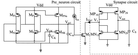 presynaptic neuron connected to synapse circuit download scientific