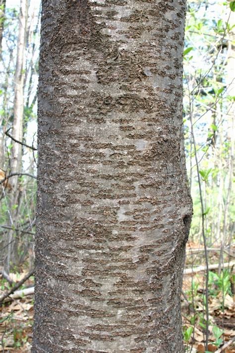 Cherry Tree Bark