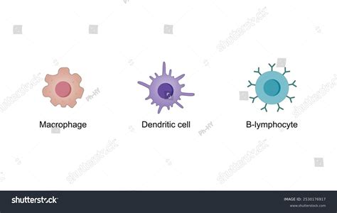 Antigen Presenting Cells Apcs Macrophage Dendritic Stock Vector Royalty Free 2530176917