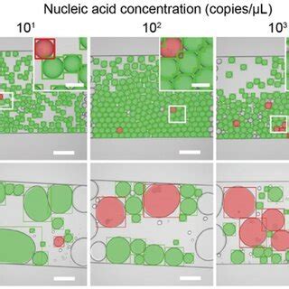 Representative Micrographs Showing The Results Of Droplet Segmentation