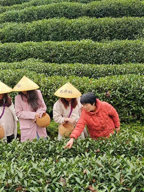 杭州龍井茶文化半日遊（採茶 炒茶 茶道文化學習 專業老師半日遊） Klook香港