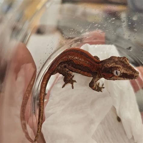 평택파충류샵 베이비렙타일 평택1위 ⚘평택파충류는 베이비렙타일 손글씨로 써본 새로운 안내문춍춍 평택파충류샵 평택파충류 송탄파충류샵 오산파충류샵