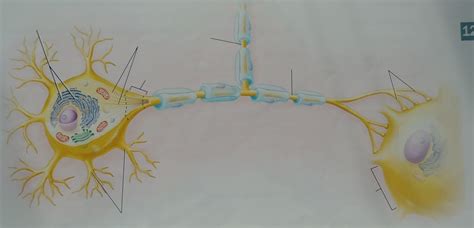 Anatomy And Physiology Quiz Labeling A Neuron Diagram Quizlet