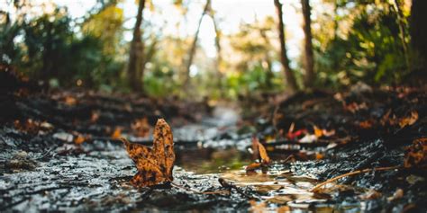 What Trees Like Wet Soil Hint There Are 13 Local Trees