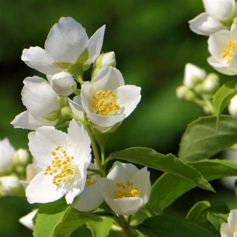 Питомник Питомник растений Владимира Овчинникова