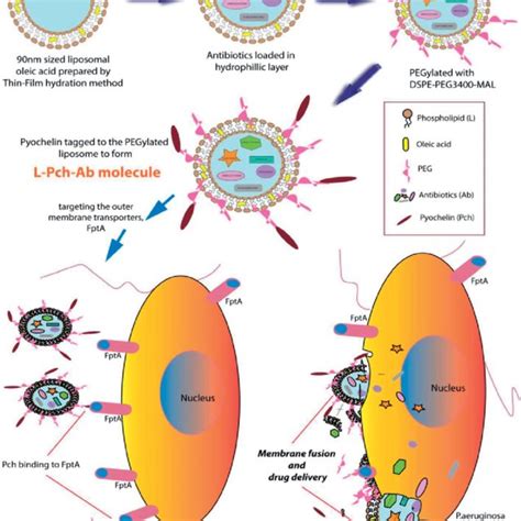 Pdf Novel Pyochelin Based Pegylated Liposomes For Enhanced Delivery Of Antibiotics Against