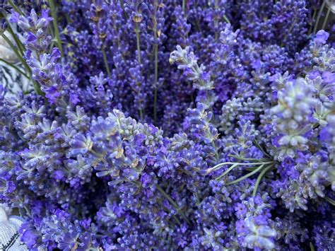 A Csodálatos Levendula