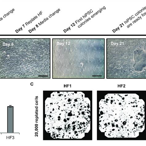 Sendai Virus Based Reprogramming Protocol Suitable For Automation