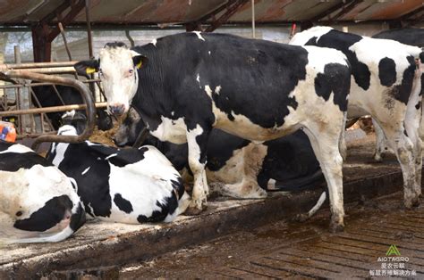 科学规划与设计：打造现代化牛场建设aiotagro 爱农云联 致力于高效、安全的食品生产