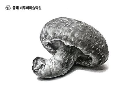 경희대소묘 기초디자인 버섯 그리기 드로잉 그림 버섯 그리기