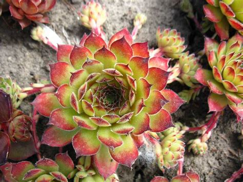 Многолетние Цветы На Кладбище Фото – Telegraph