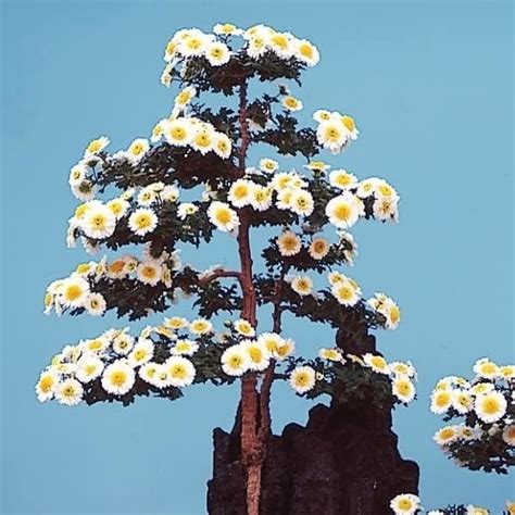 Amazon 菊苗 小菊 盆栽菊 竜白 1株 国華園 23年春商品 花