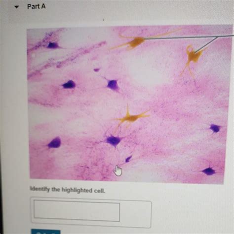 Solved Ldentify The Highlighted Cell Chegg