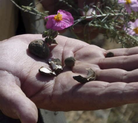 Picoa Juniper Showing Its Small Size Download Scientific Diagram