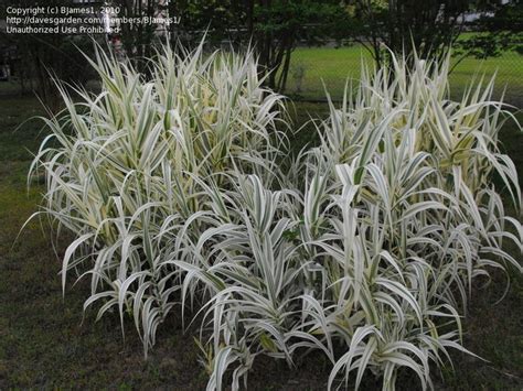 Striped Giant Reed Variegata Ornamental Grasses Grass Pretty Plants
