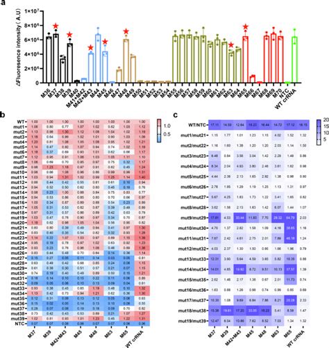 Iterative Crrna Design And A Pam Free Strategy Enabled An Ultra Specific Rpa Crisprcas12a