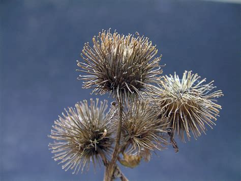 Common Burdock Weed Identification Guide For Ontario Crops Ontario Ca