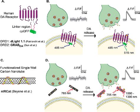 Genetically Encoded Fluorescent Dopamine Sensor Design A Patriarchi Download Scientific