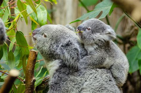 Koala Koala Mathias Appel Flickr