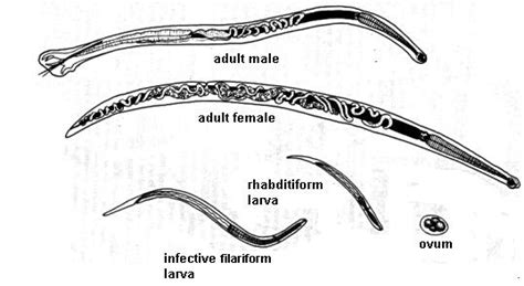 Introduction To Medical Parasitology Hookworm Infections