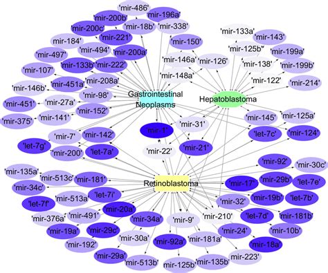 The Association Network Between Disease And Mirna Download Scientific Diagram