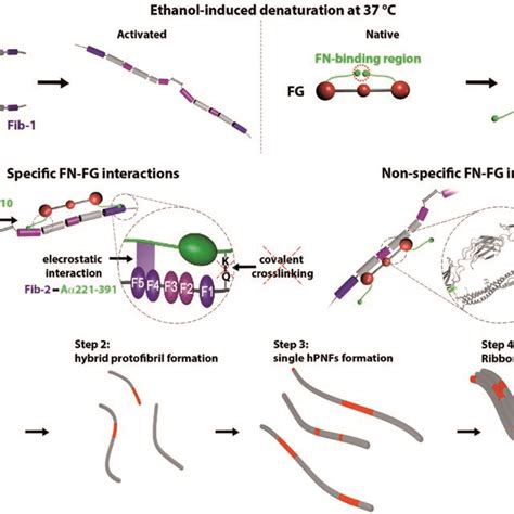 Model Of Hpnf Formation A Fn Consists Of Two Almost Identical Download Scientific Diagram