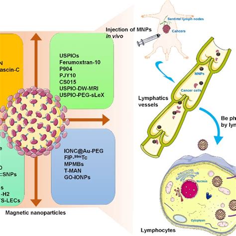 Schematic Illustrations Indicating The Different Types Of Mnps In Ln