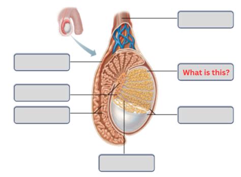 Male Reproductive System Testes Flashcards Quizlet