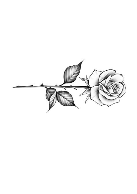 Pin By Eren Aslan On Dövme Rose Drawing Tattoo Rose Tattoos For Men