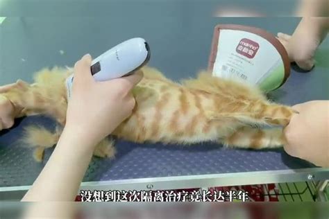 这只小流浪猫历经各种坎坷，终于迎来新生活新年搞笑视频生活视频