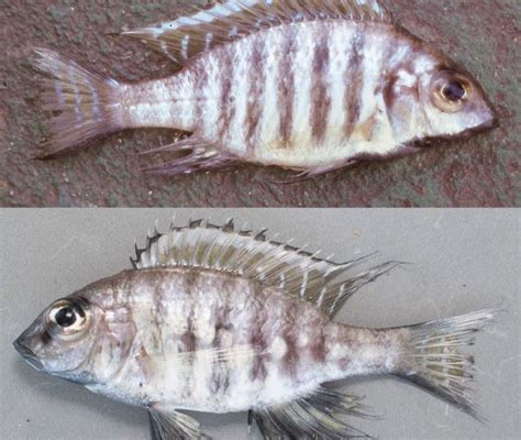 Species New To Science Ichthyology • 2022 Lethrinops Atrilabris • A New Species Of Deep Water
