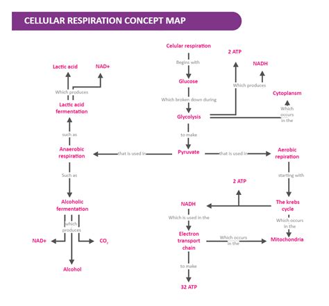 Mapping Out Respiration Mind Mapping An Overview Of Cell Respiration