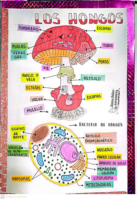 Hongo Y Sus Partes Dibujo