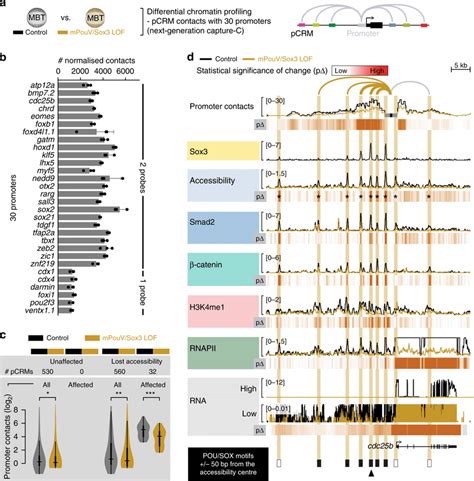 pioneering activity of mpouv sox3 initiates extensive chromatin
