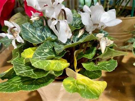 Why Are My Cyclamen Leaves Turning Yellow