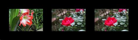 How Do I Make The Images Equidistant Using Imagemagickmontage Stack Overflow