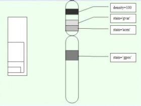 RIdeogram画染色体图 Public Library of Bioinformatics
