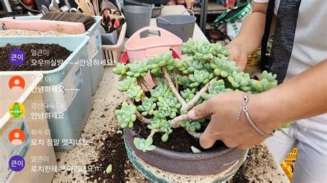 다육이 대품 분갈이 실방은 경산다육 라울 로치 Youtube