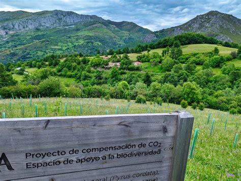 Tree Planting To Offset Co2 Emissions Teverga Asturias Spain