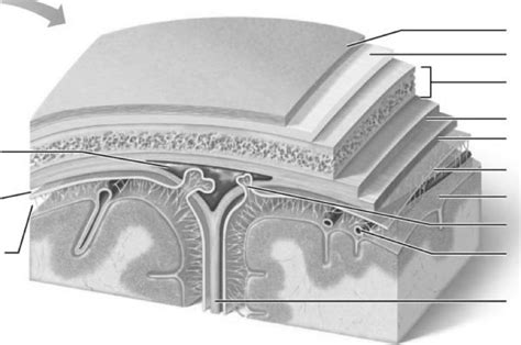 Skin Of Scalp Diagram Quizlet