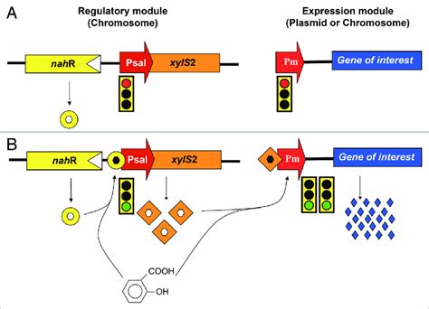 Schematic Representation Of The Salicylate Dependent Control Circuit Download Scientific