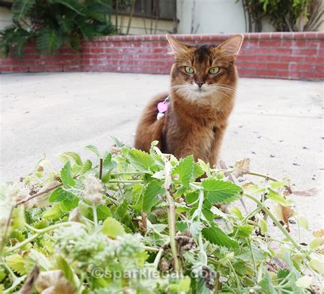 Pruning My Catnip Garden Summers Fabulous Cat Life